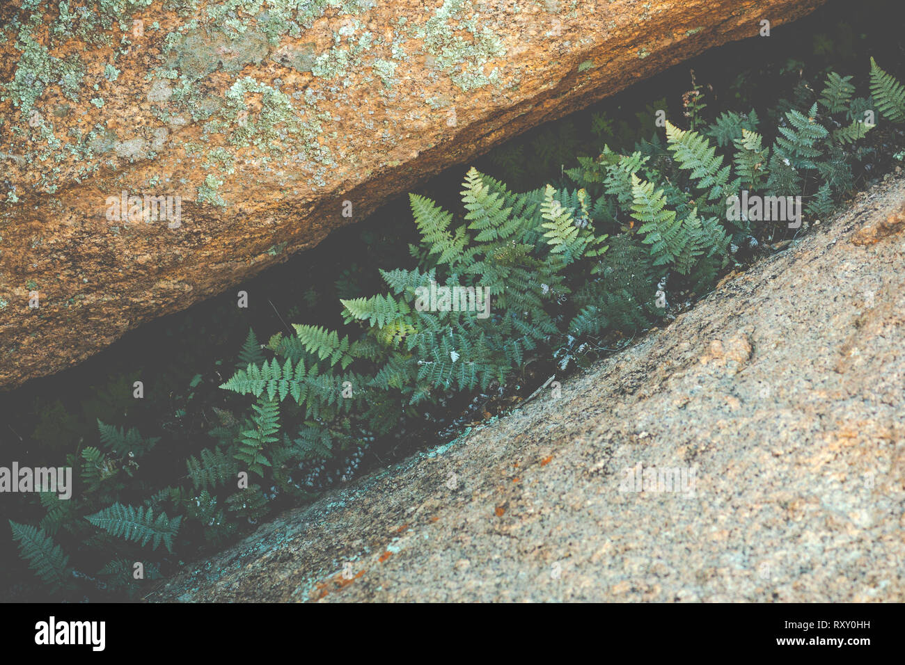 Ferns grow on rock hi-res stock photography and images - Alamy