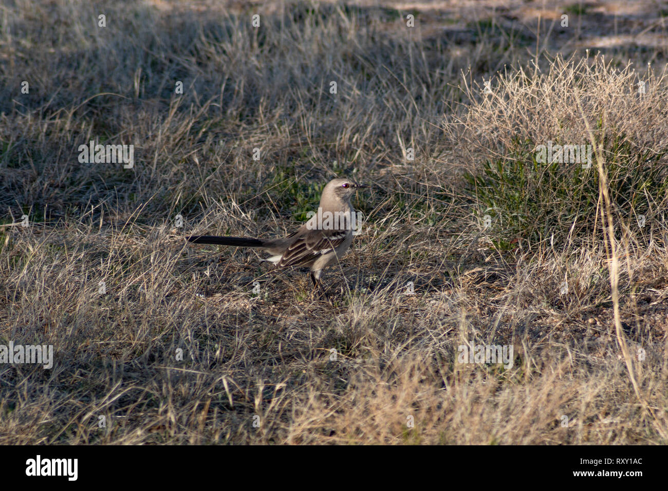 Arizona desert birds hi-res stock photography and images - Alamy