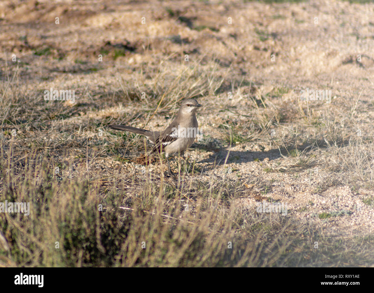Common Birds Of The Southwest High Resolution Stock Photography and ...