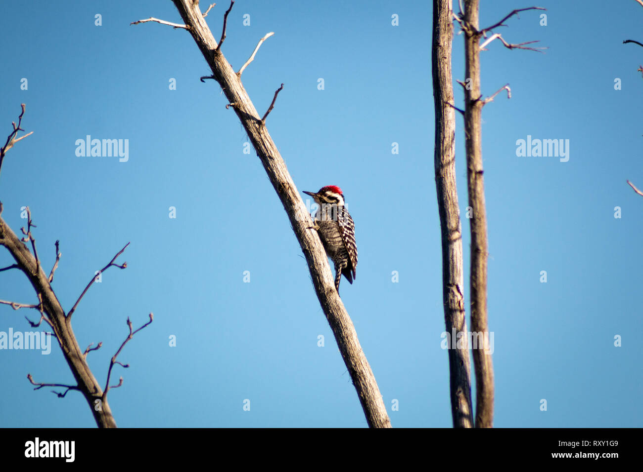 Desert woodpeckers hi-res stock photography and images - Alamy
