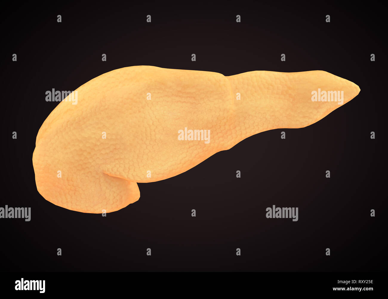 Healthy Pancreas High Resolution Stock Photography and Images - Alamy