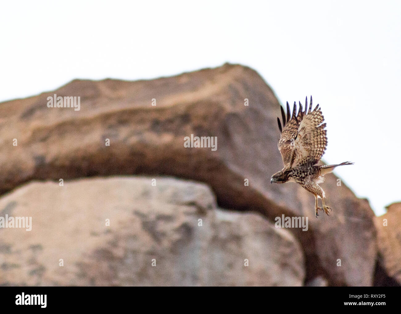 Native species of hawk hi-res stock photography and images - Alamy