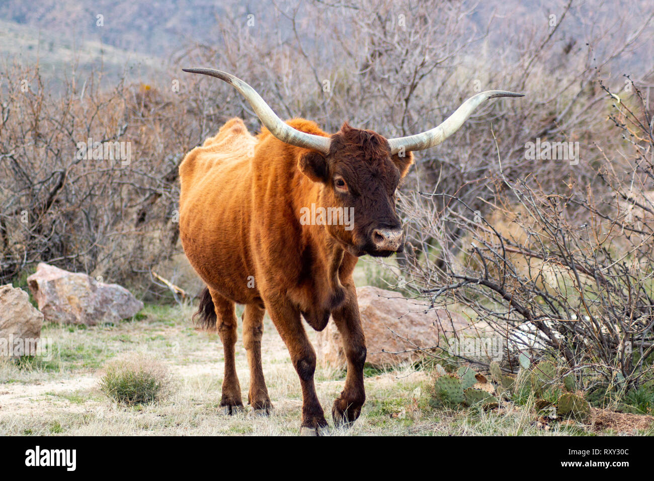 Cow rancher in arizona hi-res stock photography and images - Alamy