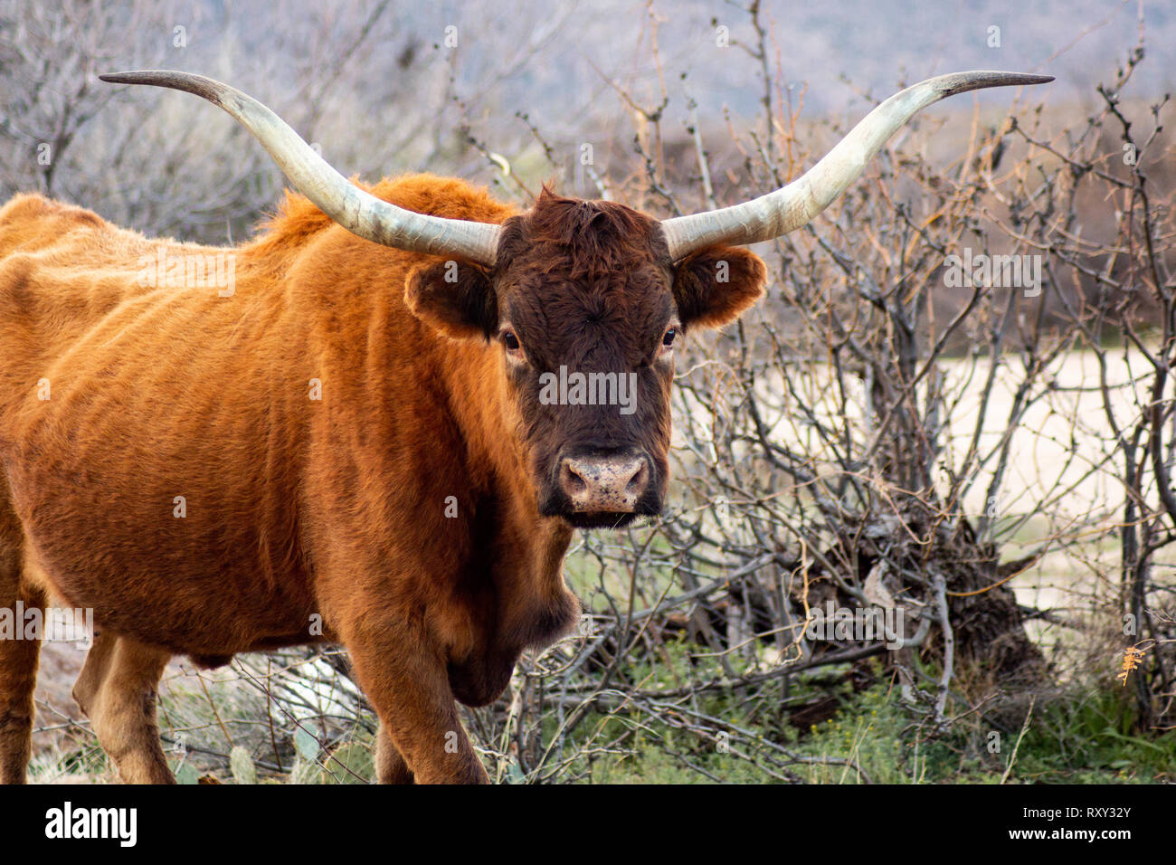 Arizona beef cows High Resolution Stock Photography and Images - Alamy