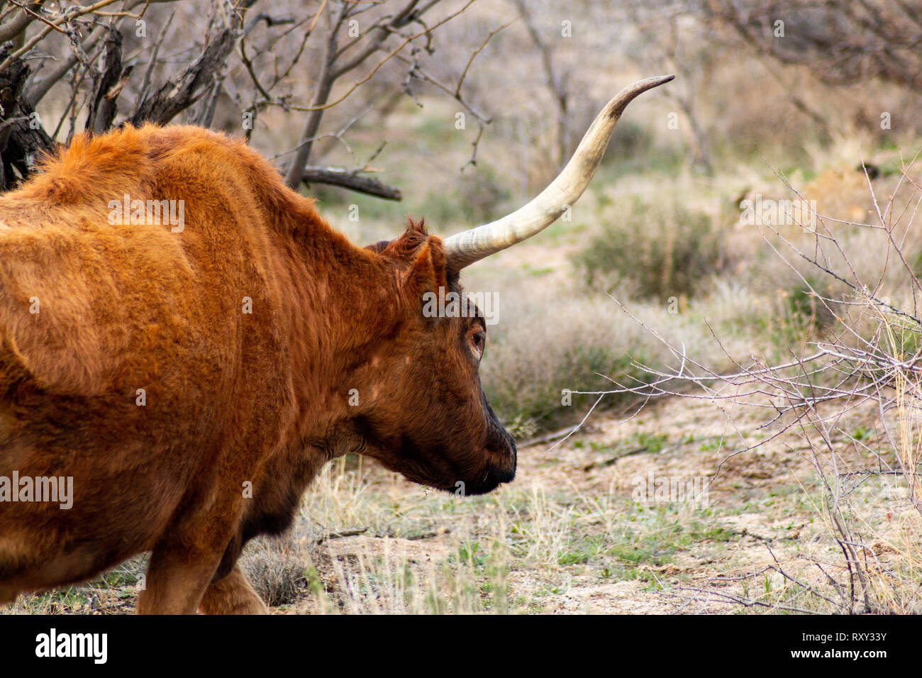 Cow rancher in arizona hi-res stock photography and images - Alamy