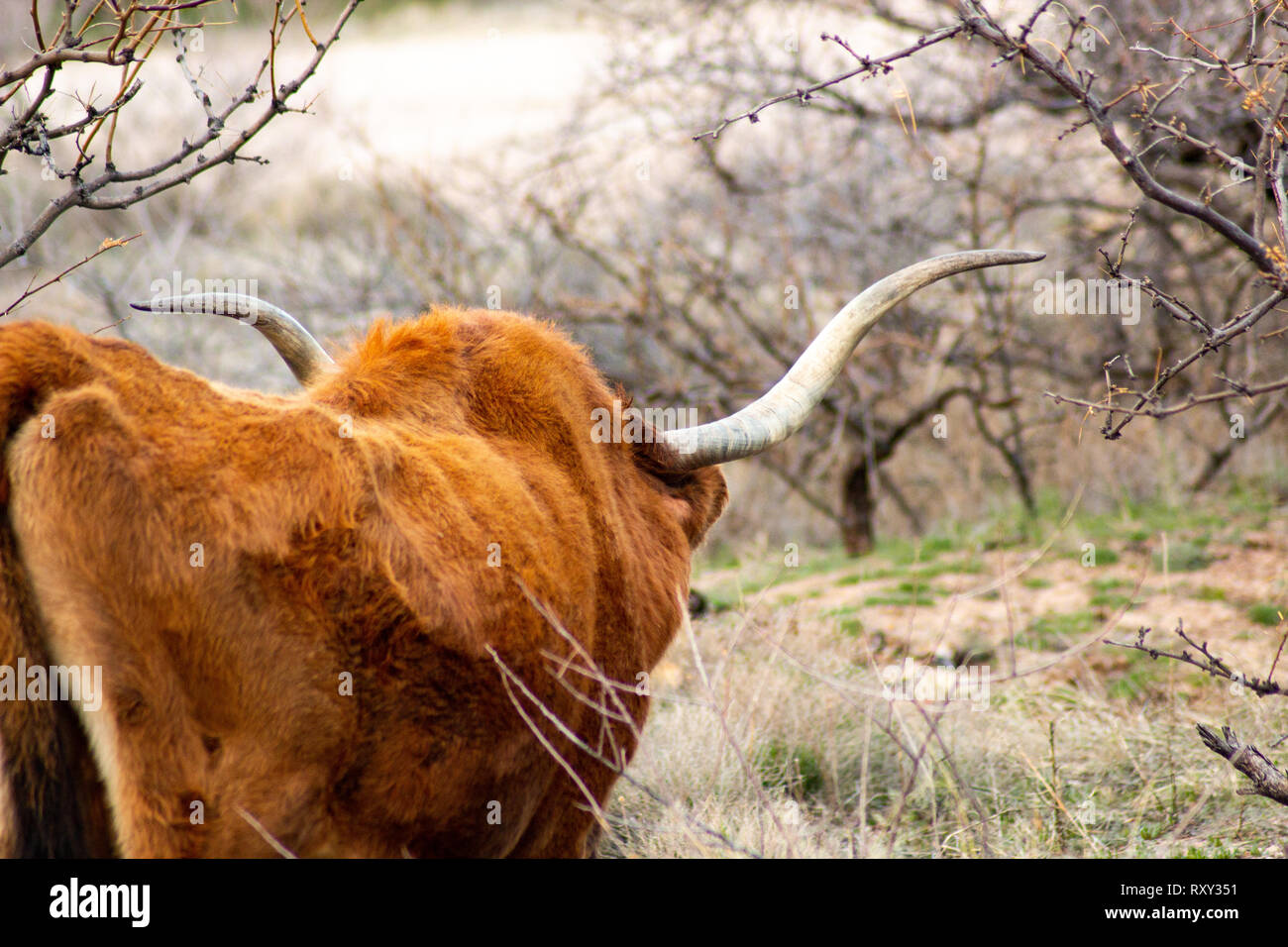 Cow rancher in arizona hi-res stock photography and images - Alamy