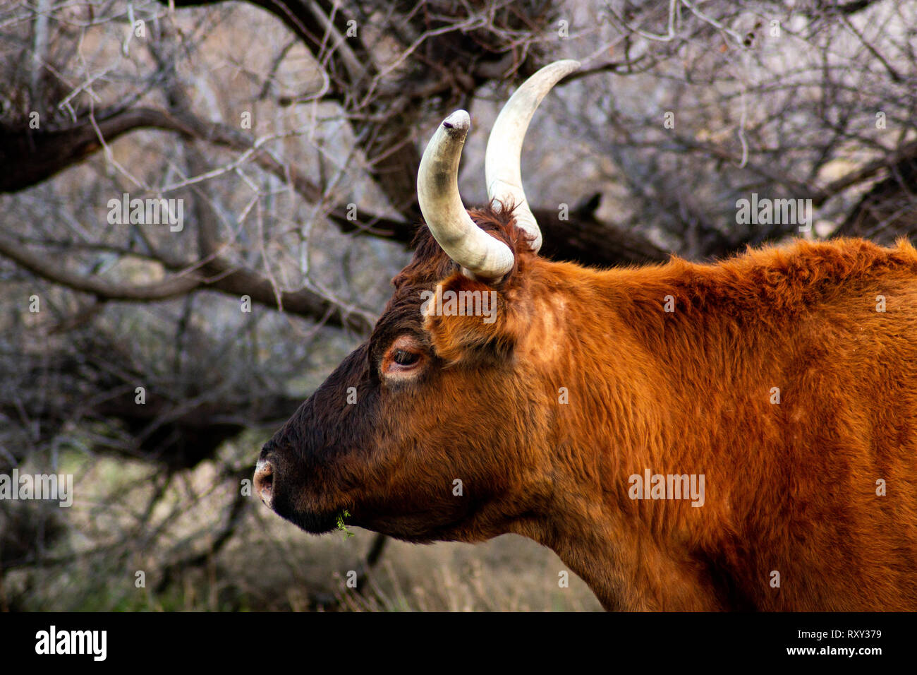 Cow rancher in arizona hi-res stock photography and images - Alamy