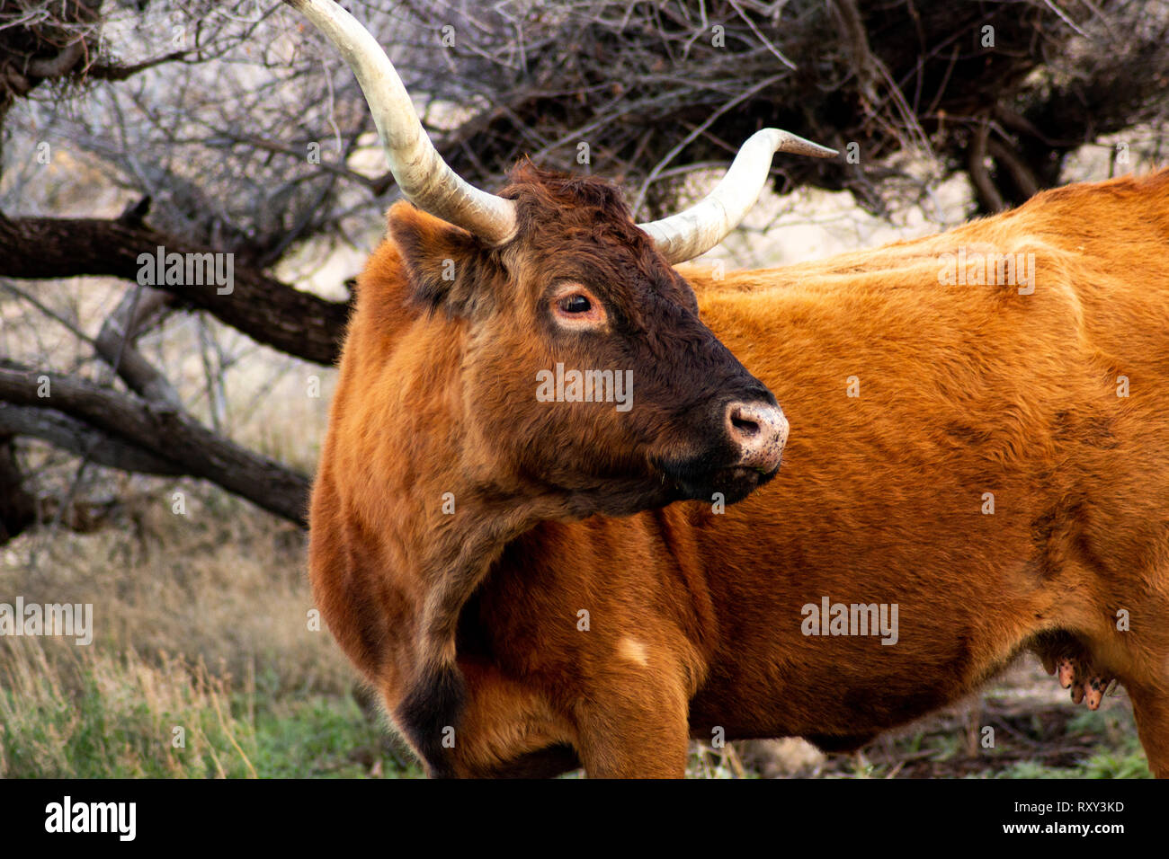 Cow rancher in arizona hi-res stock photography and images - Alamy