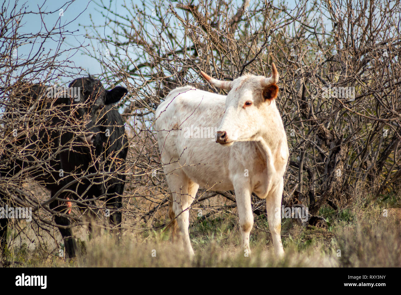 Cattle cows ranch arizona hi-res stock photography and images - Alamy
