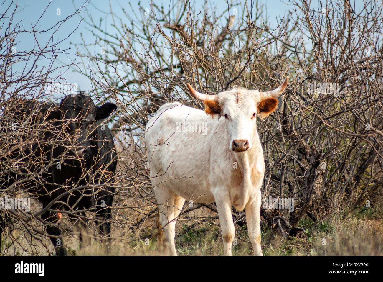 Arizona Ranch Cattle High Resolution Stock Photography and Images - Alamy