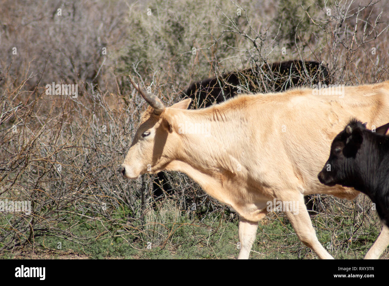 Arizona Ranch Cattle High Resolution Stock Photography and Images - Alamy
