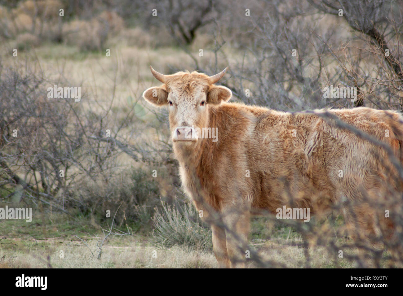 Arizona Ranch Cattle High Resolution Stock Photography and Images - Alamy
