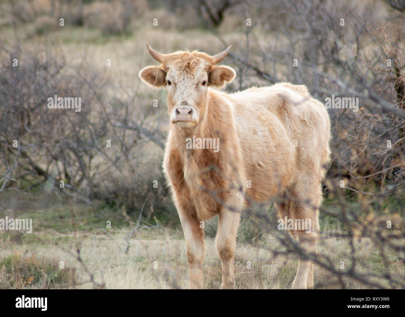 Arizona farming and agriculture hi-res stock photography and images - Alamy