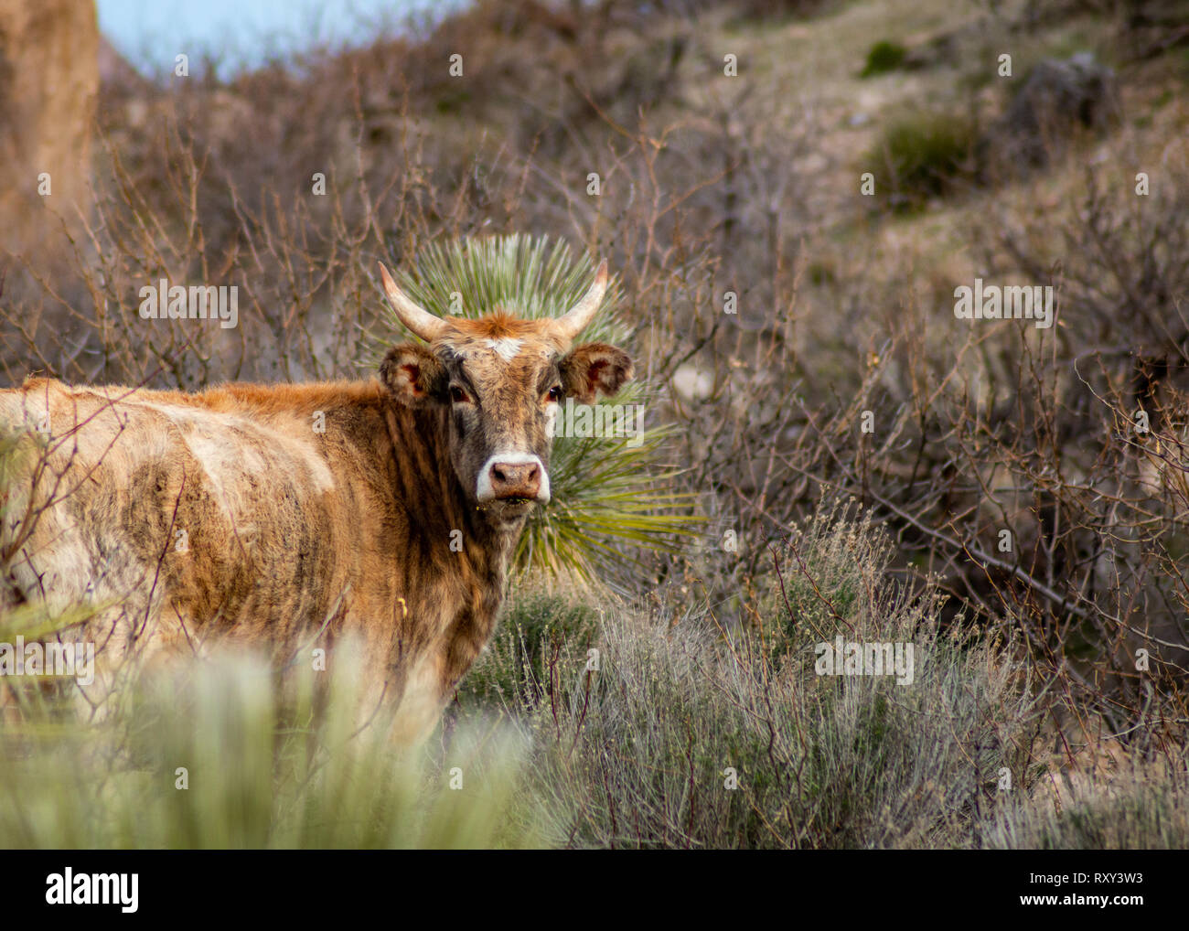 Cow rancher in arizona hi-res stock photography and images - Alamy