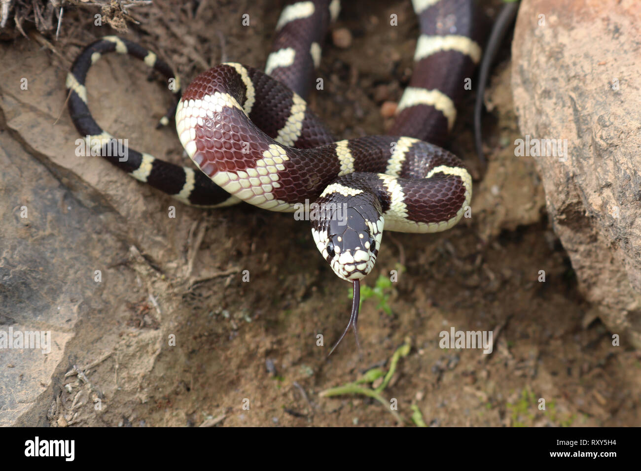 California Kingsnake (Lampropeltis californiae) Banded Stock Photo - Alamy
