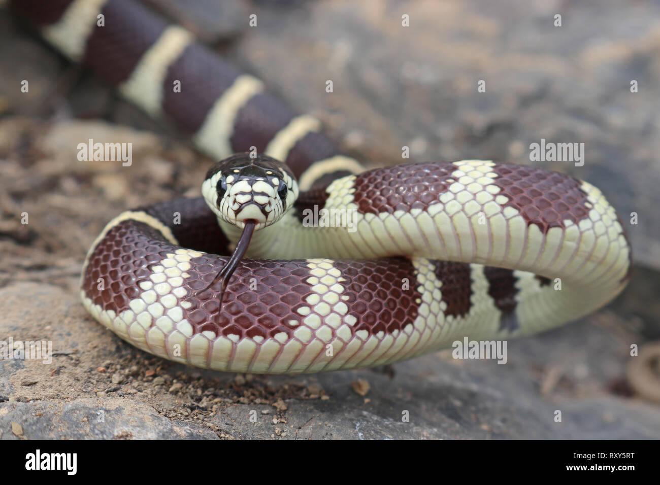 California Kingsnake (Lampropeltis californiae) banded color phase ...