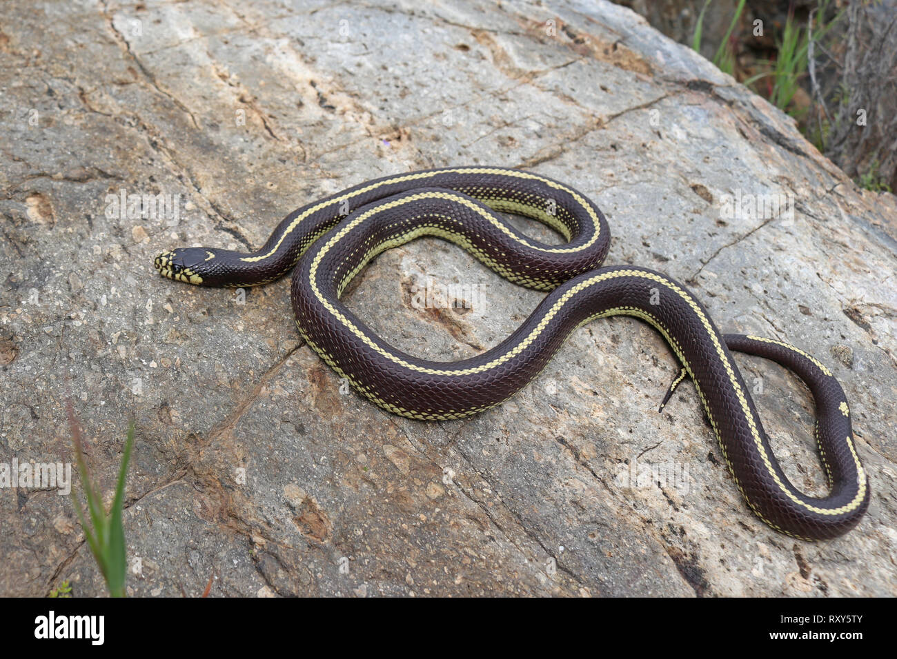 California Kingsnake (Lampropeltis californiae) banded color phase ...