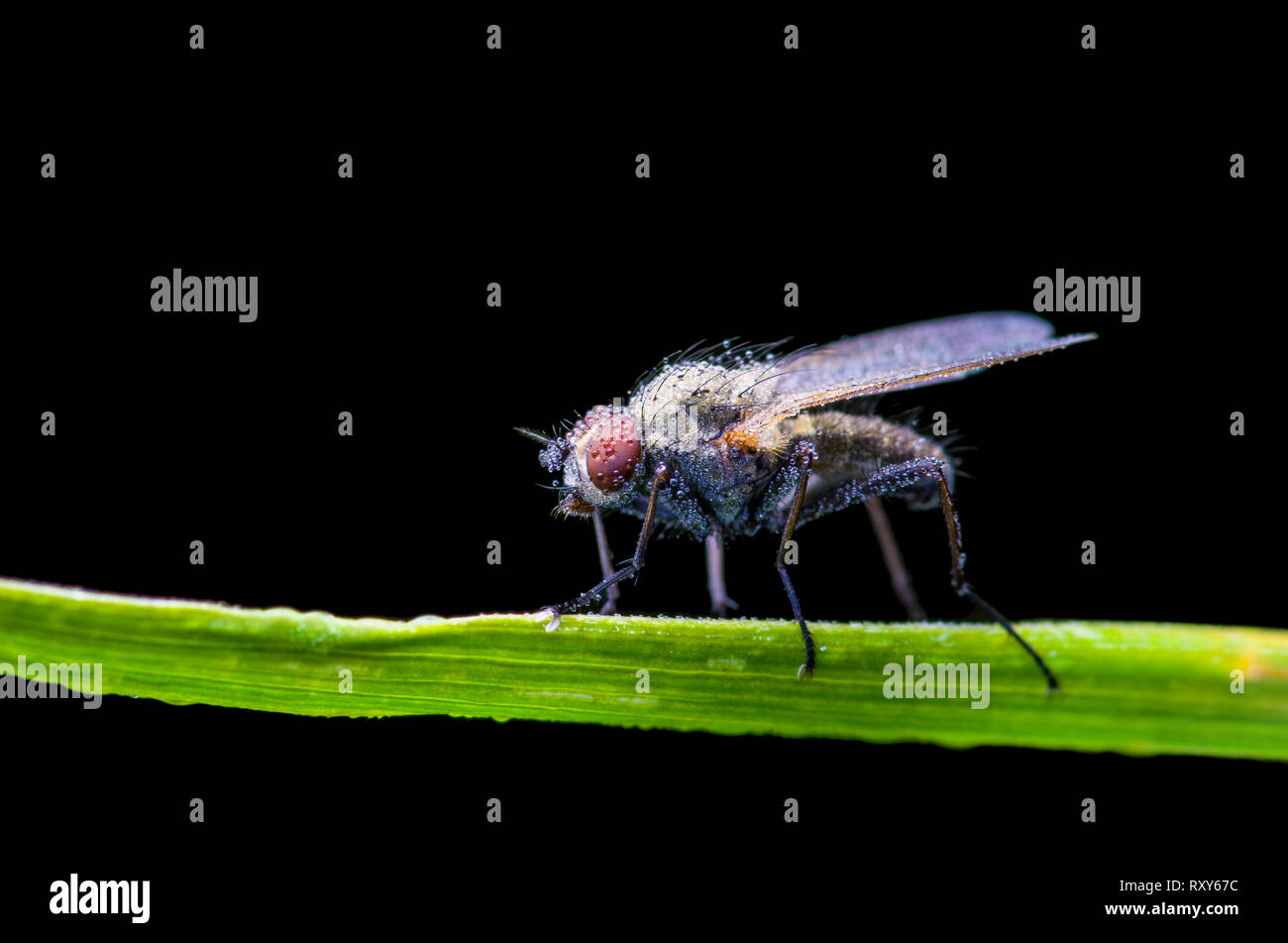 Exotic Drosophila Fruit Fly Diptera Insect on Green Grass on Black ...