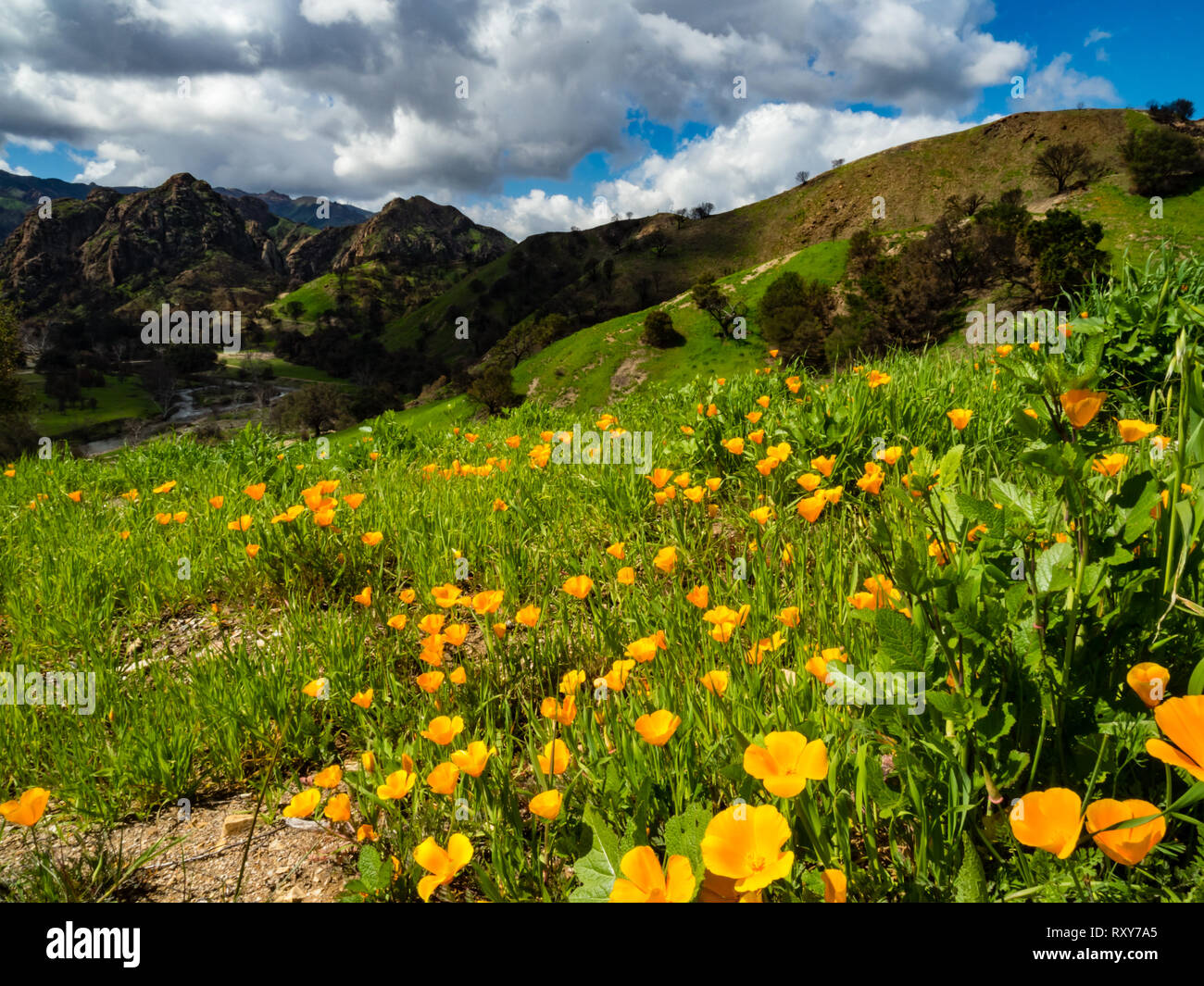 Stunning fields of California poppies recovering after the Woolsey fire ...
