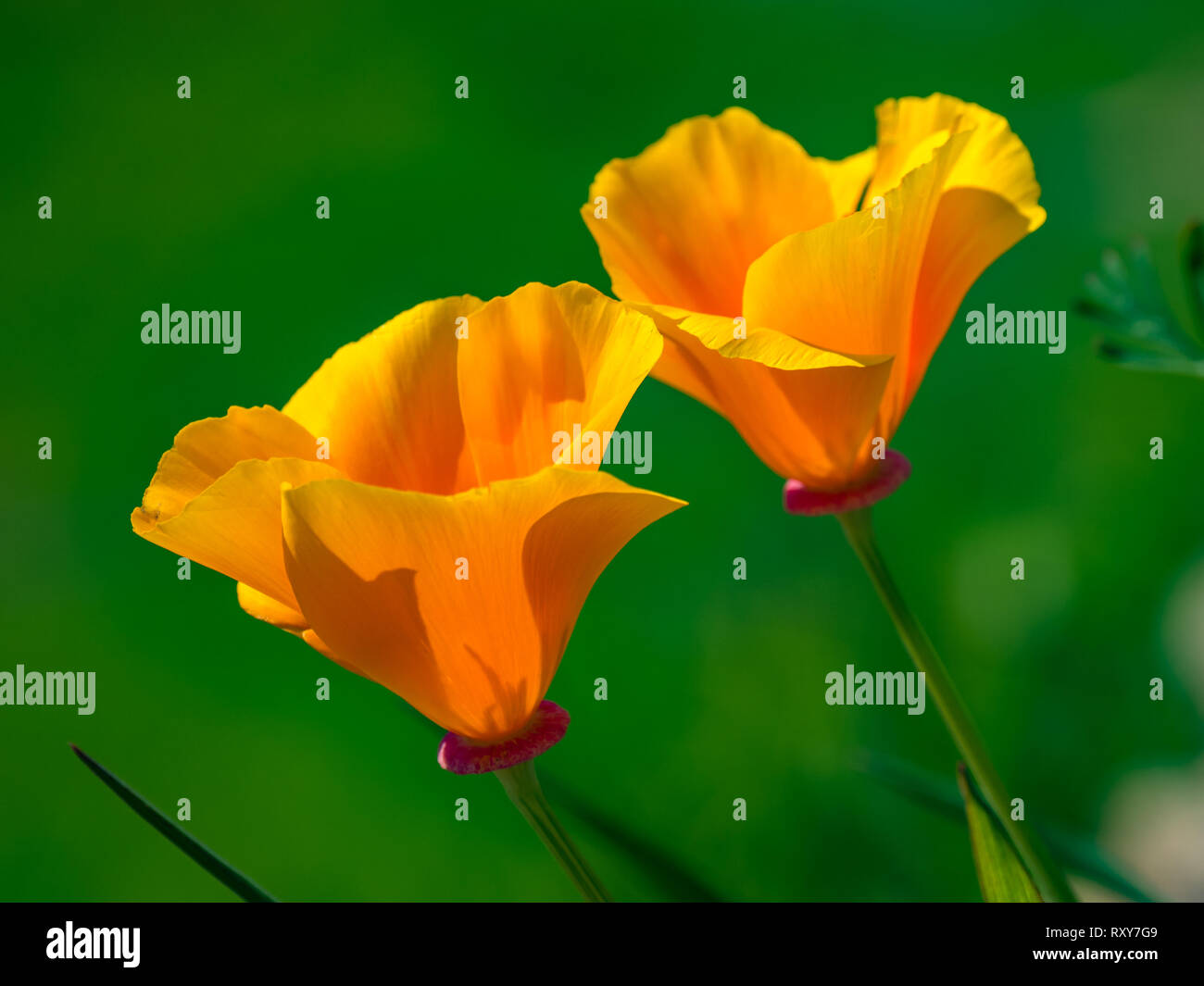 Stunning fields of California poppies recovering after the Woolsey fire ...