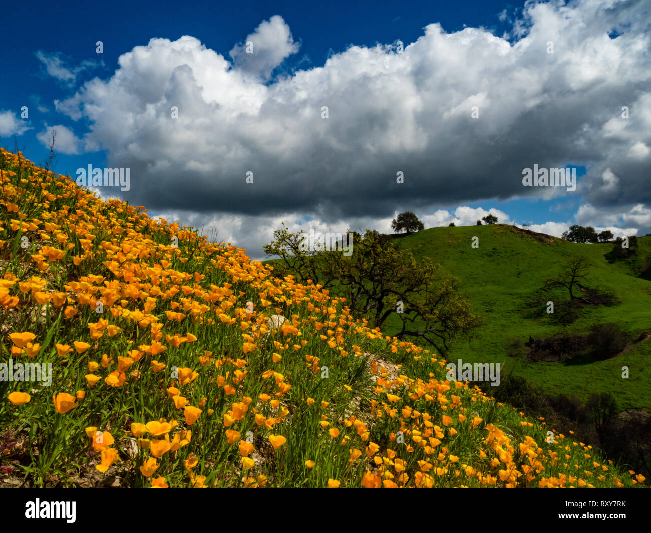Stunning fields of California poppies recovering after the Woolsey fire ...