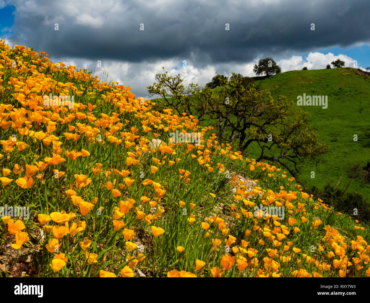 Fire poppies hi-res stock photography and images - Alamy