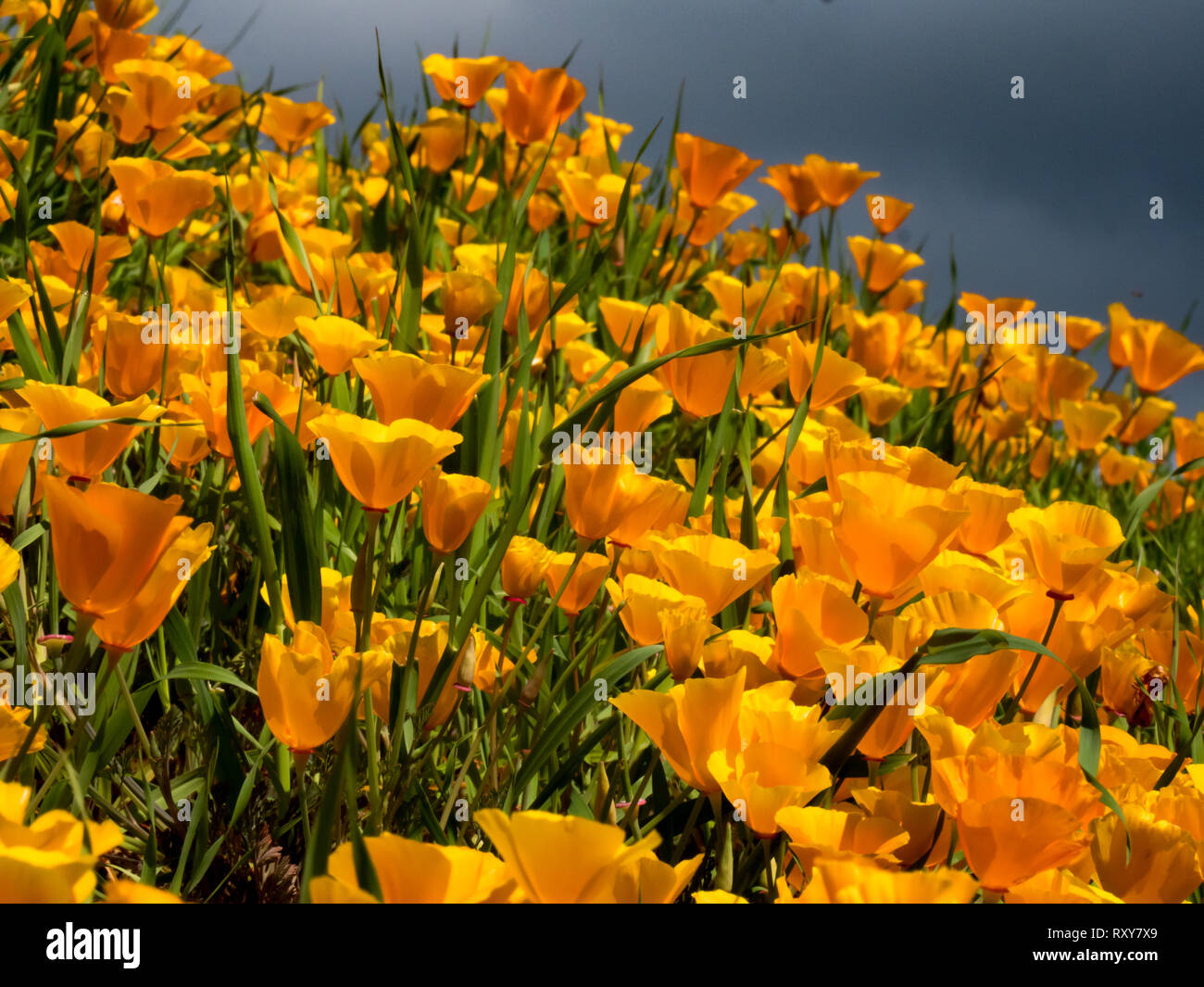Stunning fields of California poppies recovering after the Woolsey fire ...