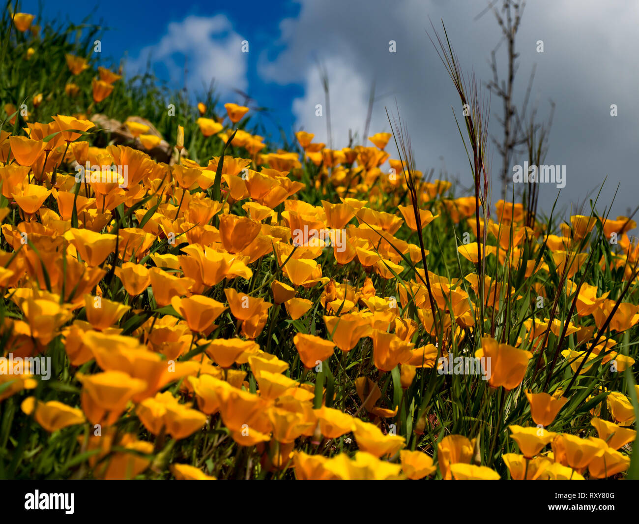 Stunning fields of California poppies recovering after the Woolsey fire ...