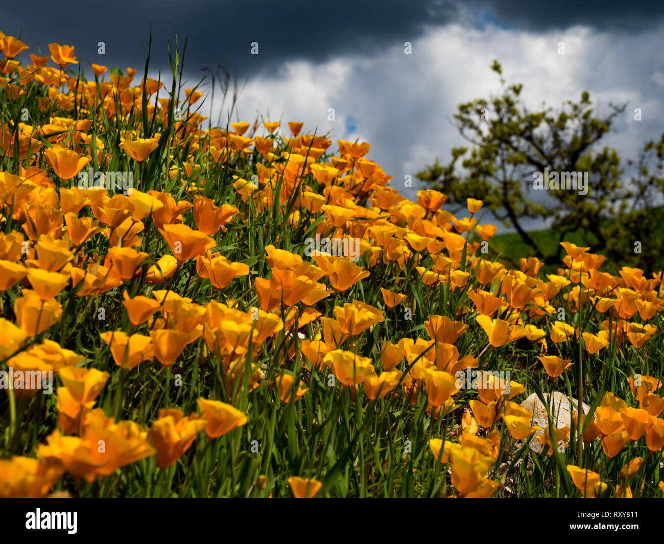 Stunning fields of California poppies recovering after the Woolsey fire ...