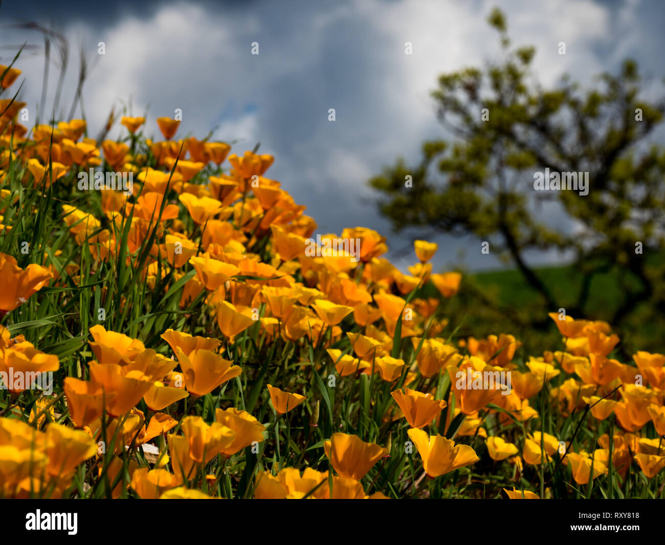 Stunning fields of California poppies recovering after the Woolsey fire ...