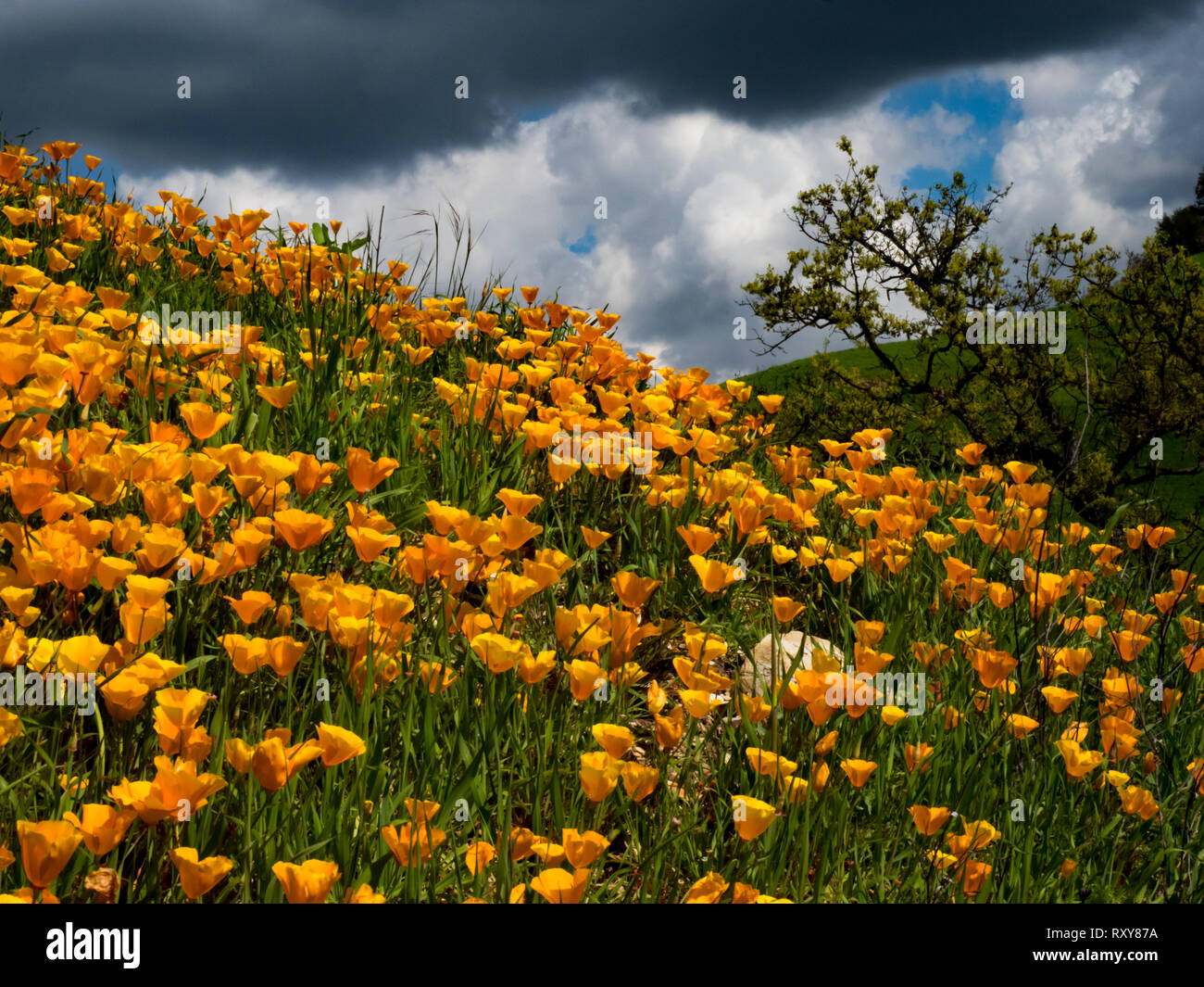 Stunning fields of California poppies recovering after the Woolsey fire ...