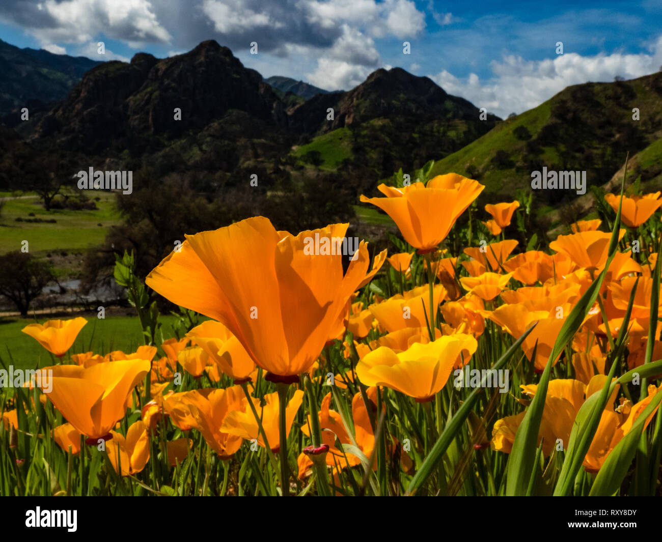 Stunning fields of California poppies recovering after the Woolsey fire ...