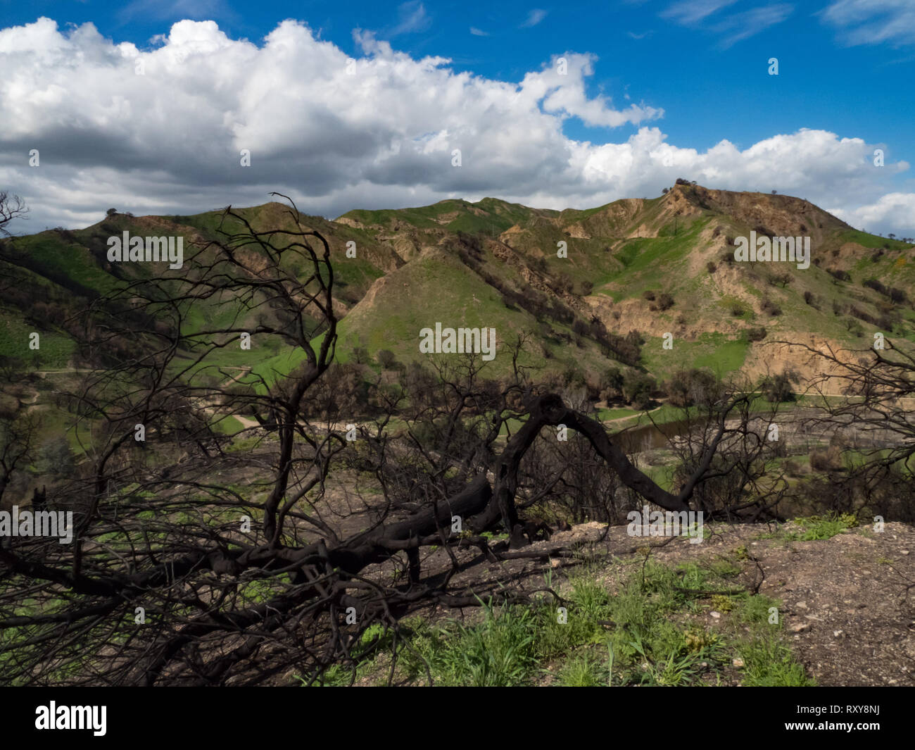 Regrowth after wildfire hi-res stock photography and images - Alamy