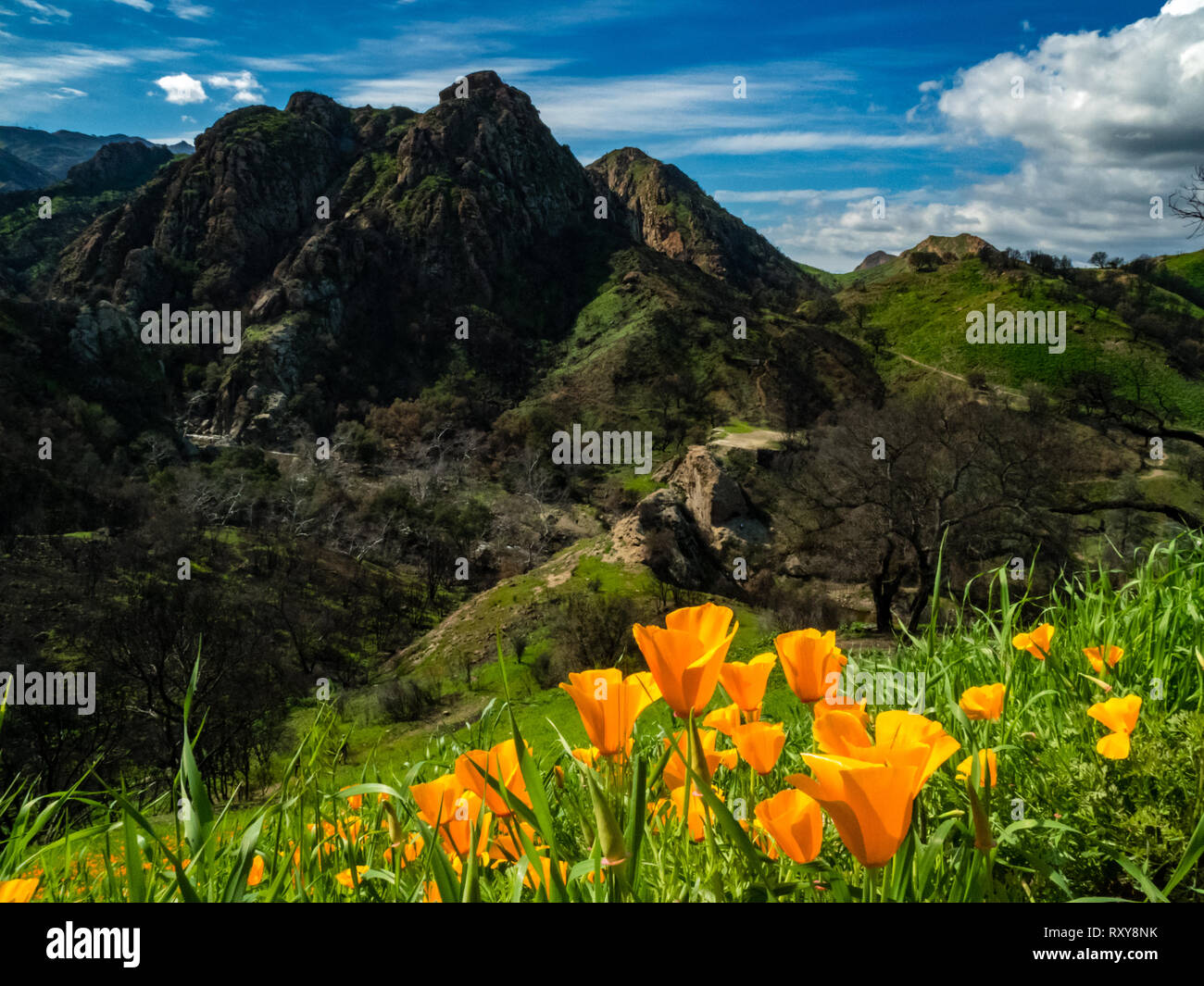Stunning fields of California poppies recovering after the Woolsey fire ...