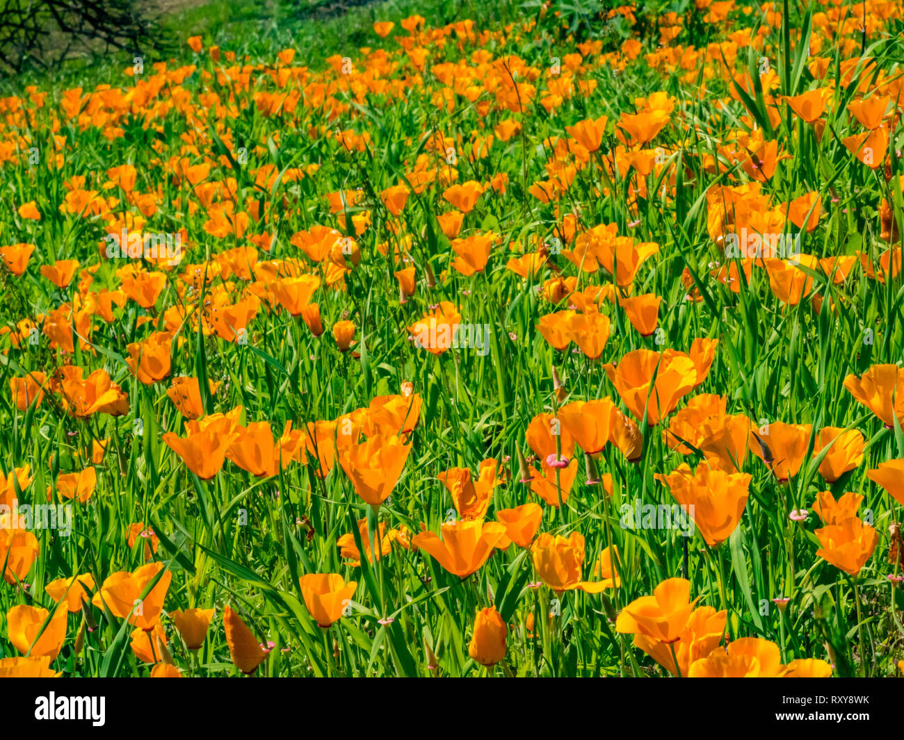 Stunning fields of California poppies recovering after the Woolsey fire ...
