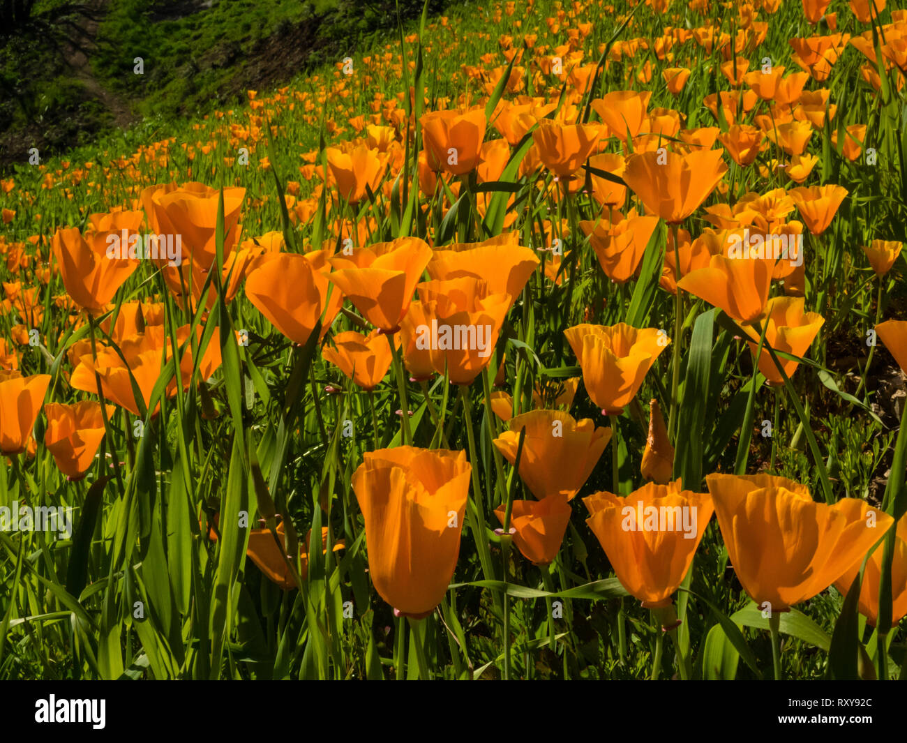 Stunning fields of California poppies recovering after the Woolsey fire ...