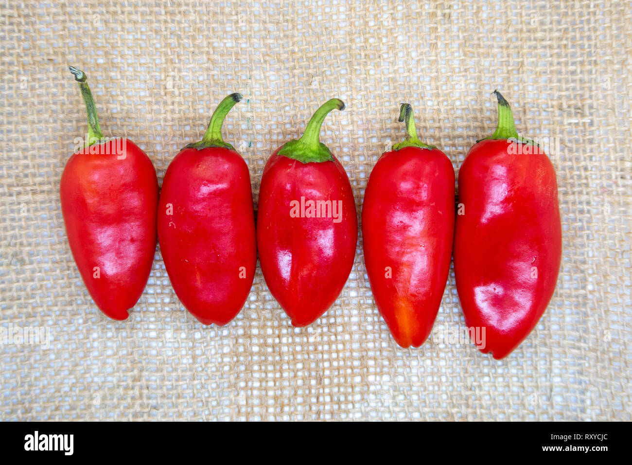 Mini red capsicums in a row on a hessian background Stock Photo - Alamy