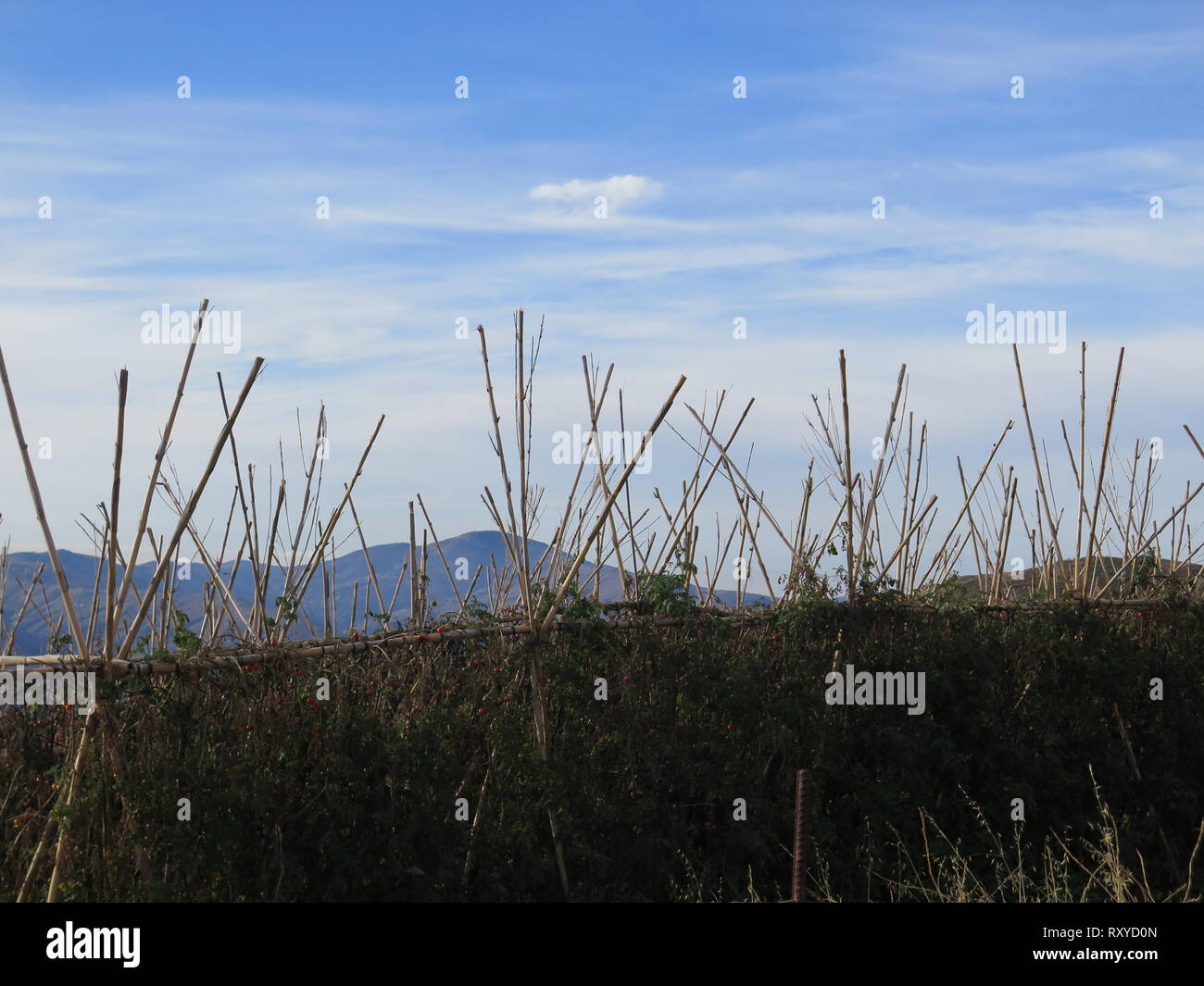 Supporting sticks hi-res stock photography and images - Alamy