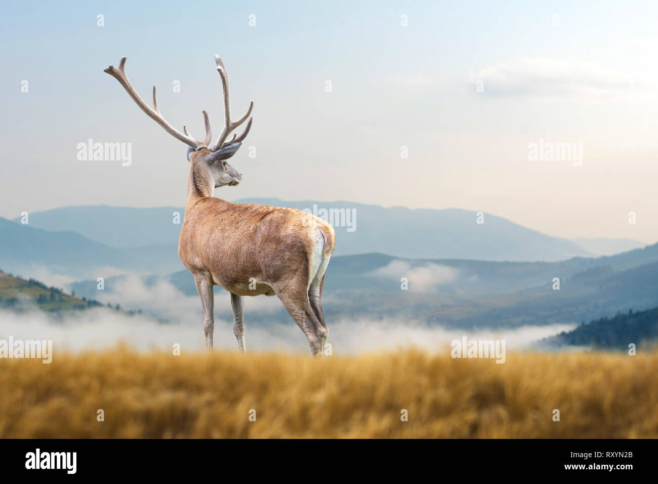 Deer on mountain background in summer time Stock Photo - Alamy