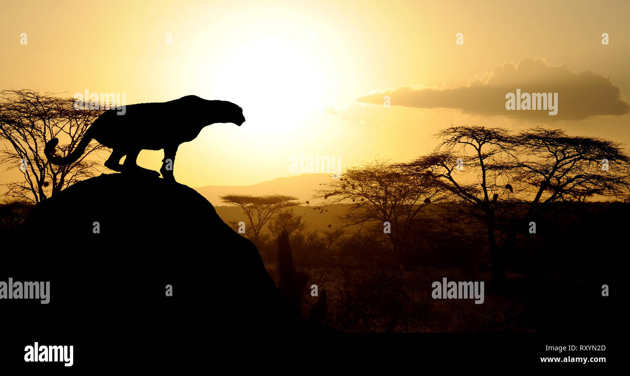 Cheetah at sunset on Natioanl park in Kenya, Africa Stock Photo - Alamy
