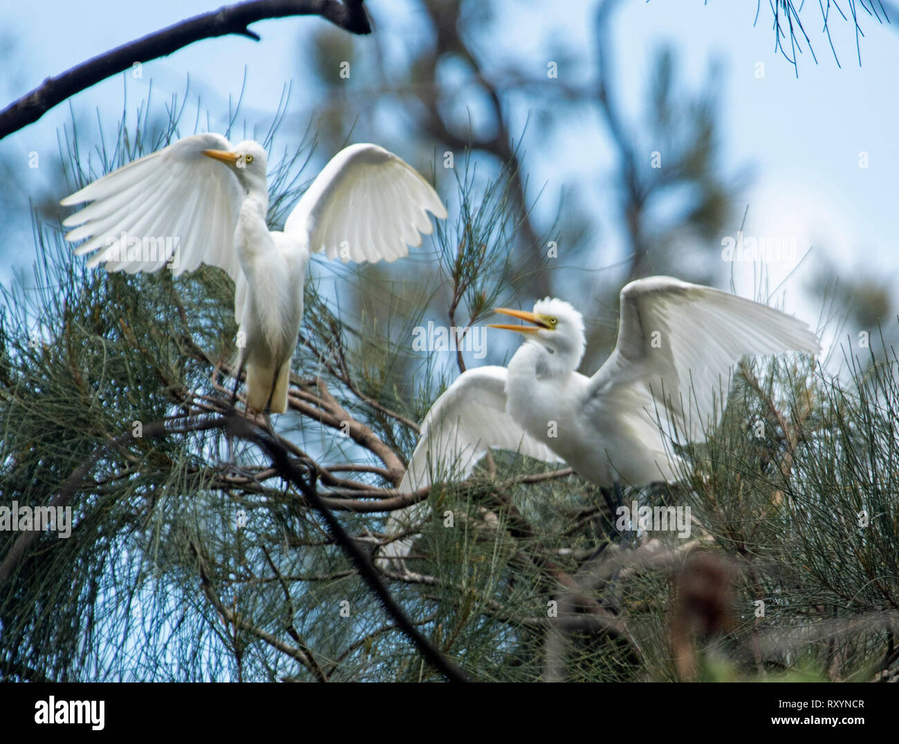 Plumed birds hi-res stock photography and images - Alamy