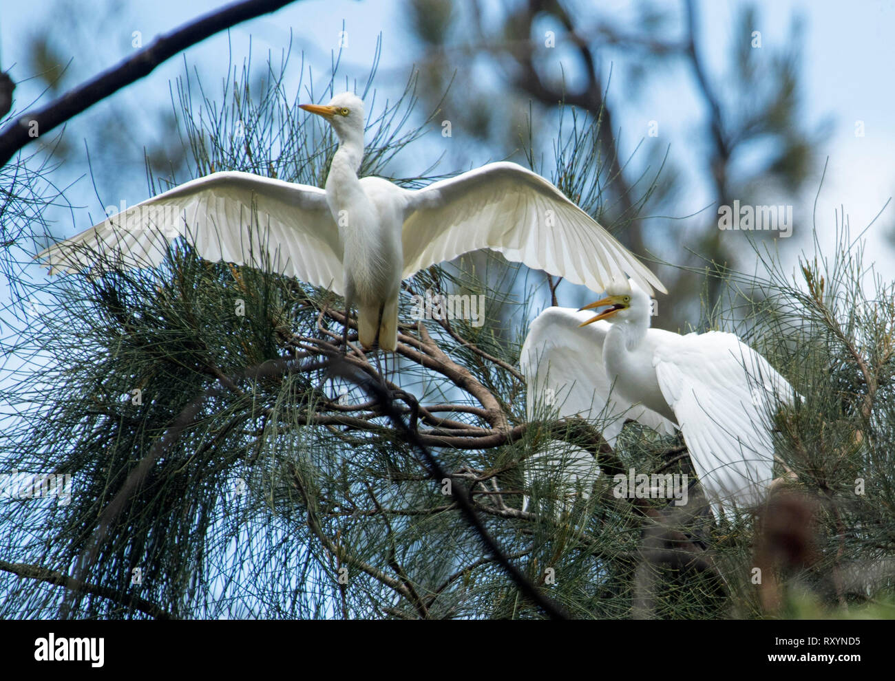 Plumed birds hi-res stock photography and images - Alamy