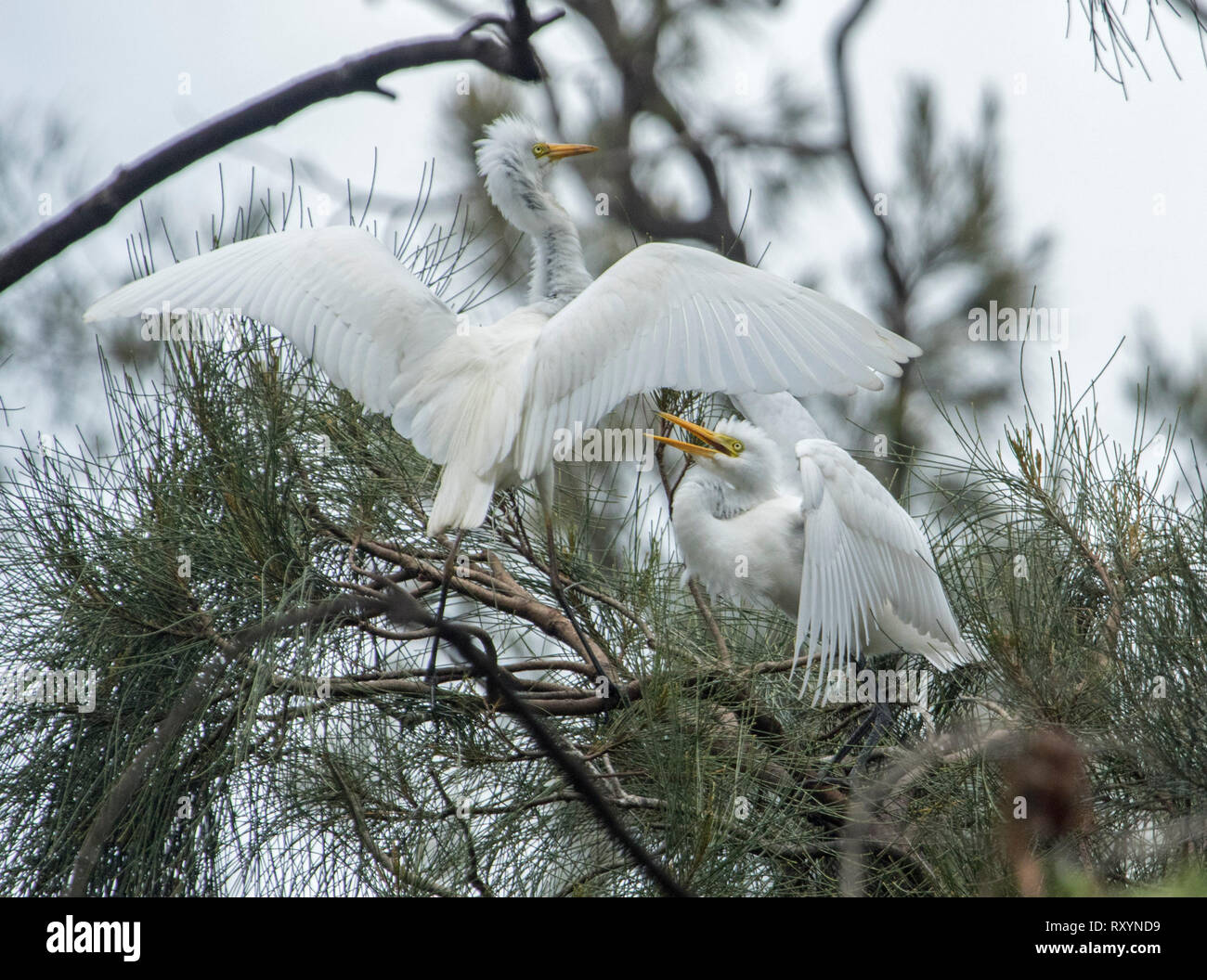 Australian intermediate egrets hi-res stock photography and images - Alamy