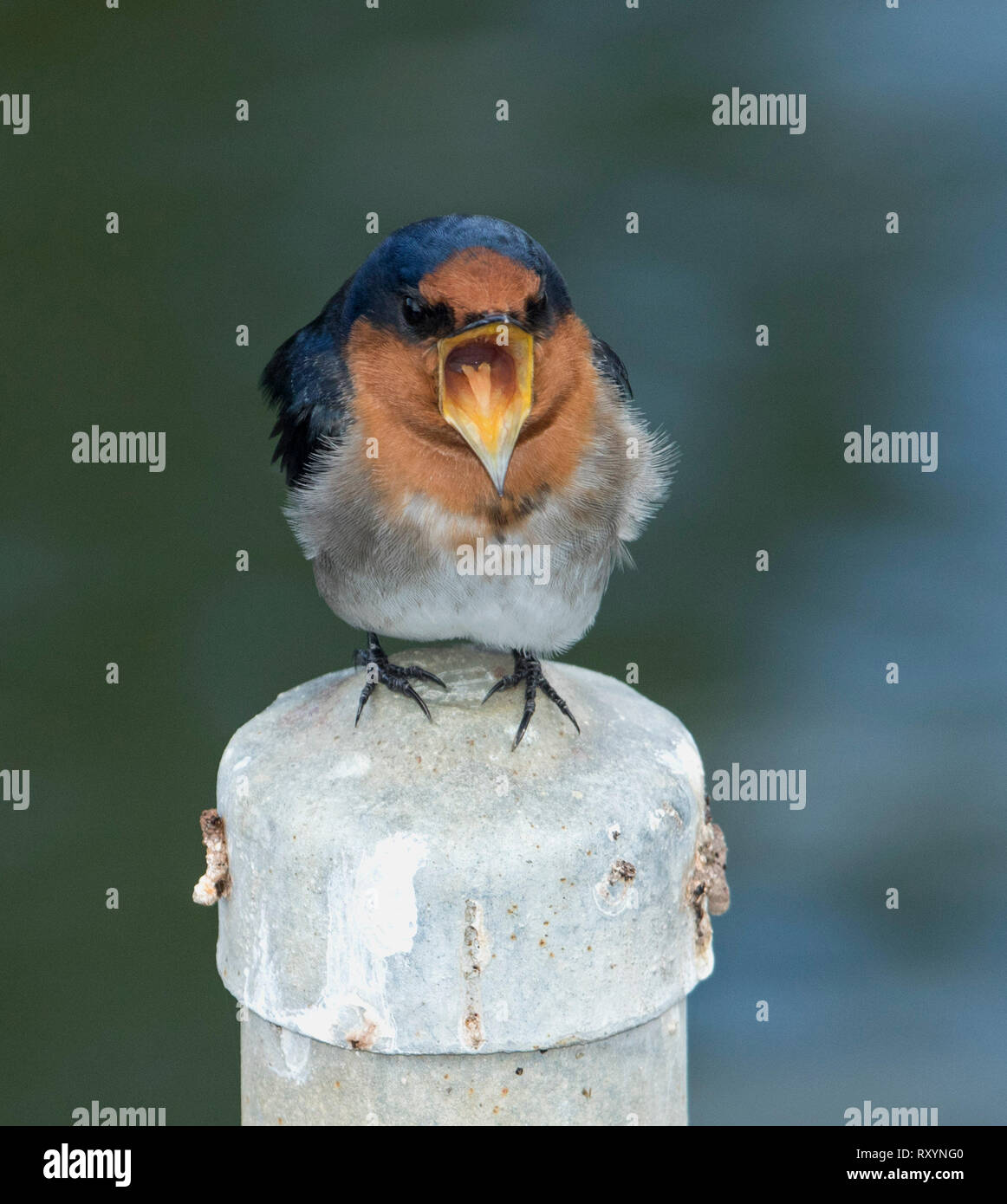 Squawking Welcome Swallow, Hirundo neoxena, with blue / black & orange ...