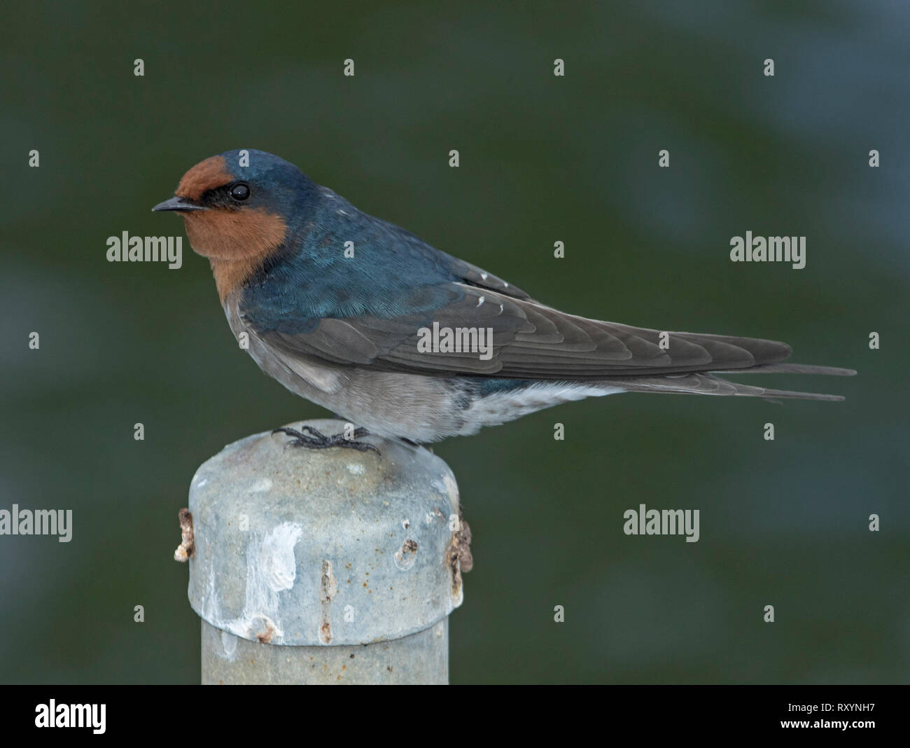 Welcome swallow, Hirundo neoxena, with metallic blue / black & orange ...