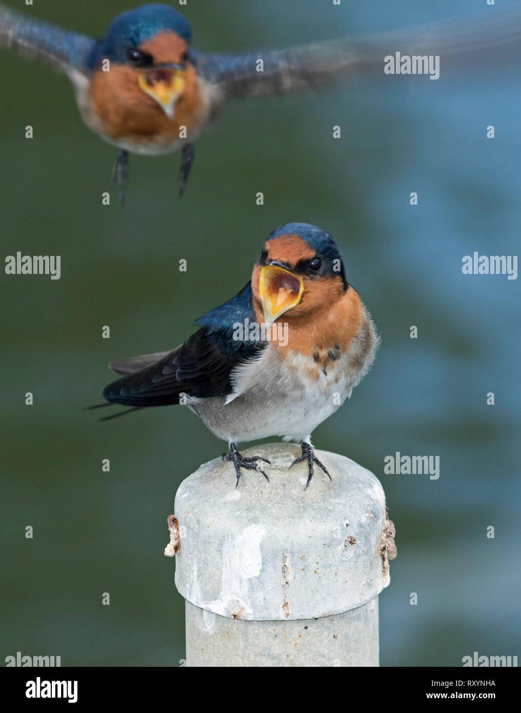 Two Welcome Swallows, Hirundo neoxena, one perched on post & one in ...
