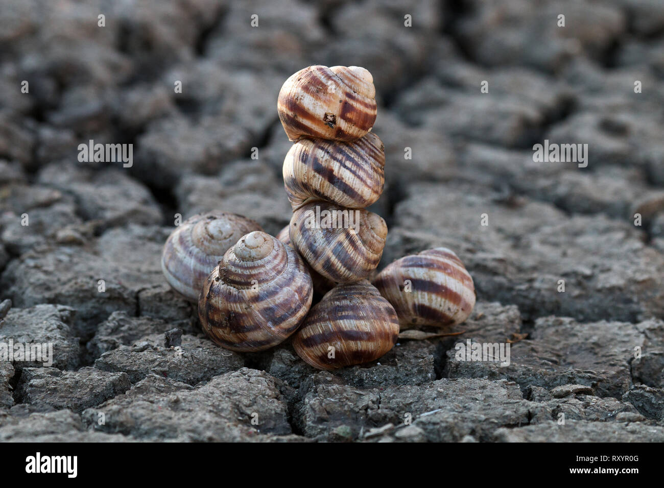pyramid of dead snail shells on cracked earth - as a monument to ...