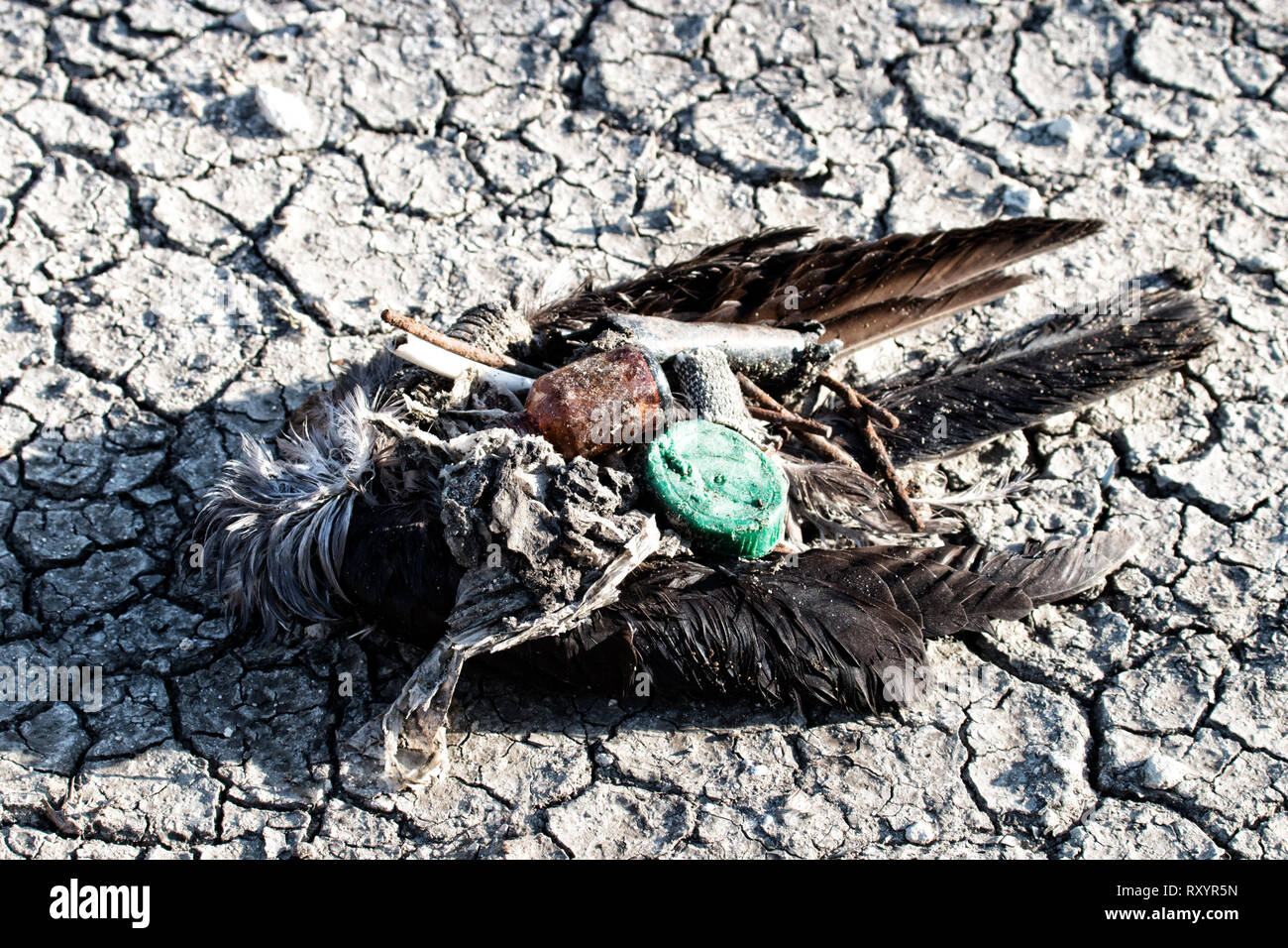 Environmental disaster. Drought and death from pollution of planet by ...