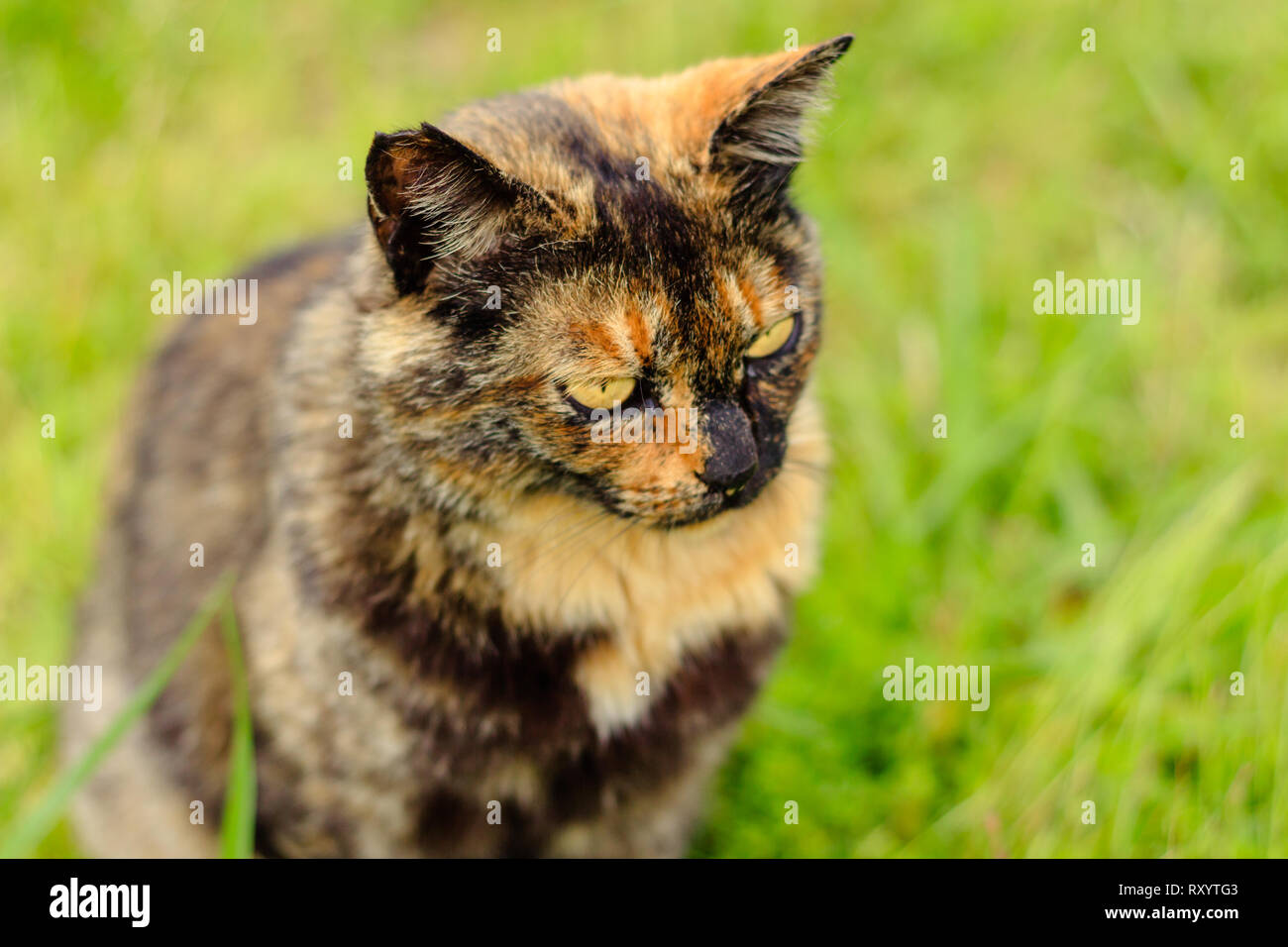 Japanese tabby cat hi-res stock photography and images - Alamy