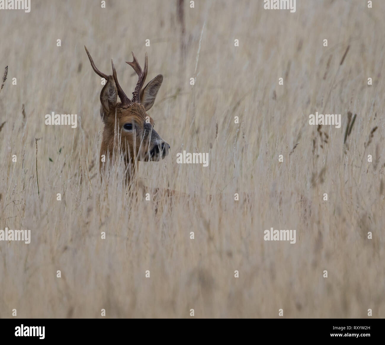 Long dry grass hi-res stock photography and images - Alamy